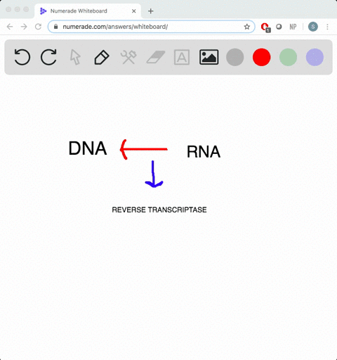 SOLVED:The reverse transcriptase enzyme is active in which class of viruses? a. Positive-strand ...