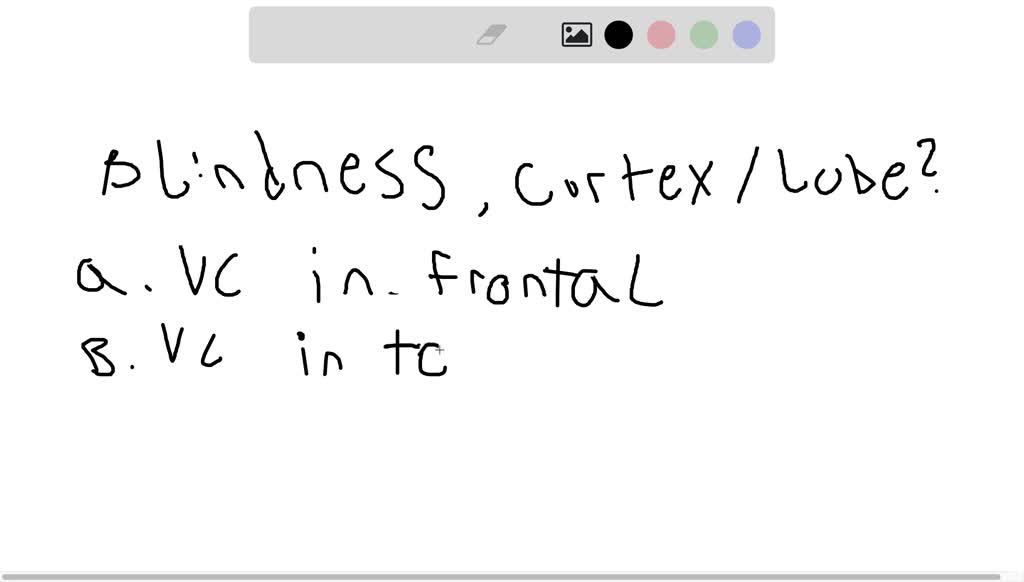 SOLVED:Blindness could result from damage to which cortex and lobe of ...