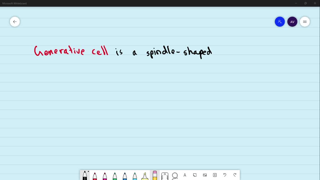 SOLVED:The spindle-shaped cell with dense cytoplasm and nucleus in ...