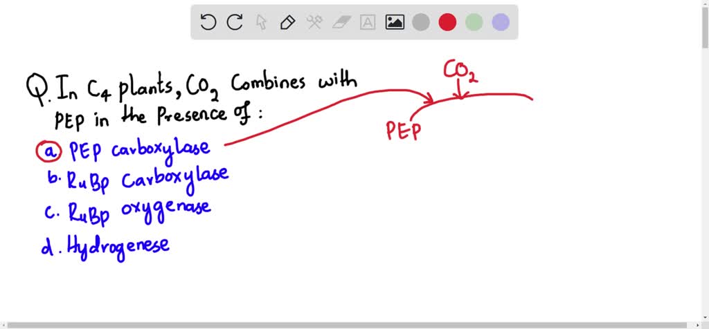 SOLVED:In C4 plants, CO2 combines with PEP in the presence of (a) PEP ...