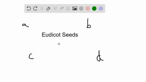 ⏩SOLVED:The three main parts of a mature eudicot seed are the . a.… | Numerade