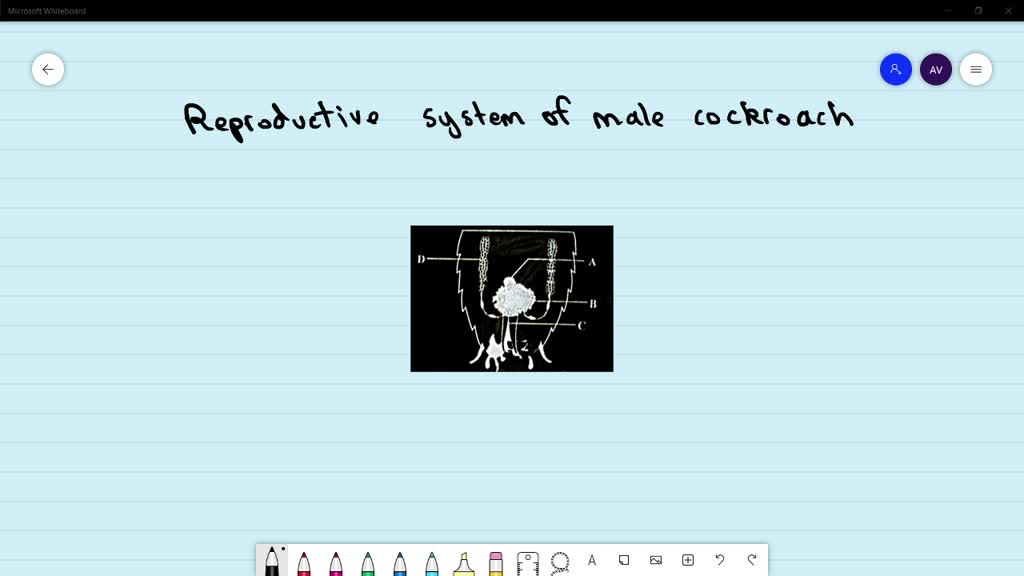 SOLVED:Study the given figure of reproductive system of male cockroach. In which of the labelled ...