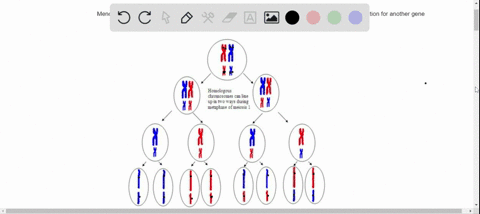 Linkage, Crossing Over, and Chromosome Mapping in…