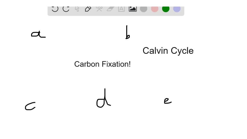 SOLVED:Which statement correctly describes carbon fixation? a. the ... SOLVED:Which statement correctly describes carbon fixation? a. the ...