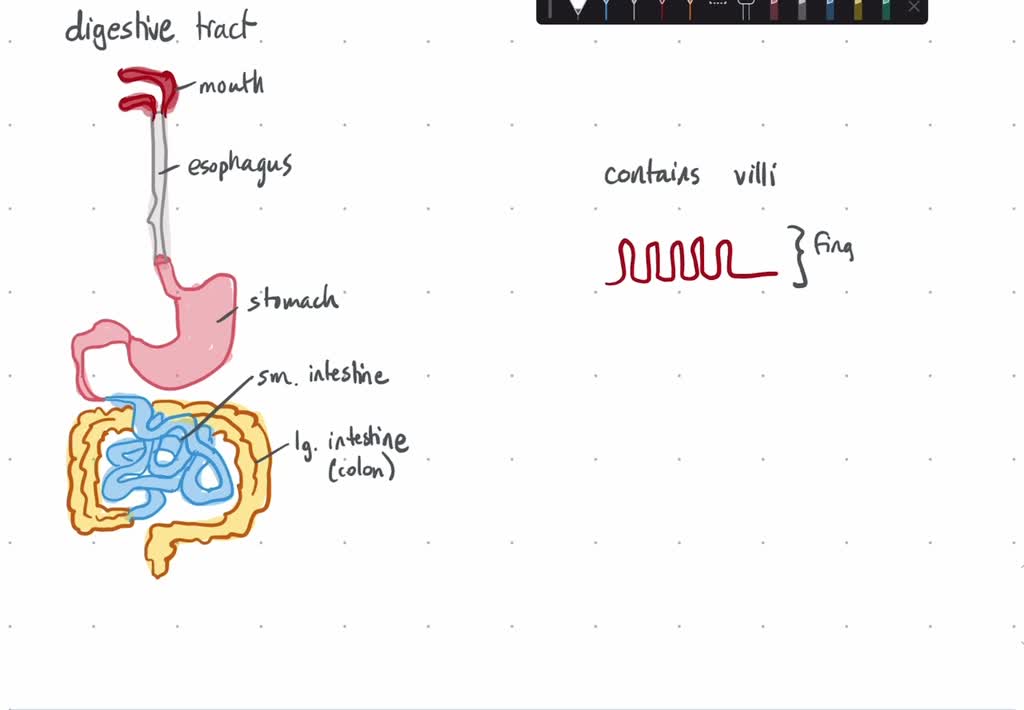 SOLVED:Describe the locations of the parts of the large intestine. (p. 687)