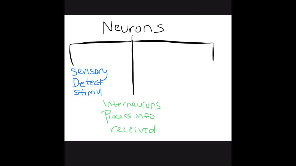 SOLVED:______________ relay messages from the brain and spinal cord to ...