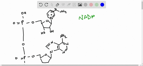 SOLVED:In the structure of NADP^+, what are the bonds that connect ...