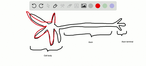 SOLVED:The structures of a neuron that function mainly in receiving ...