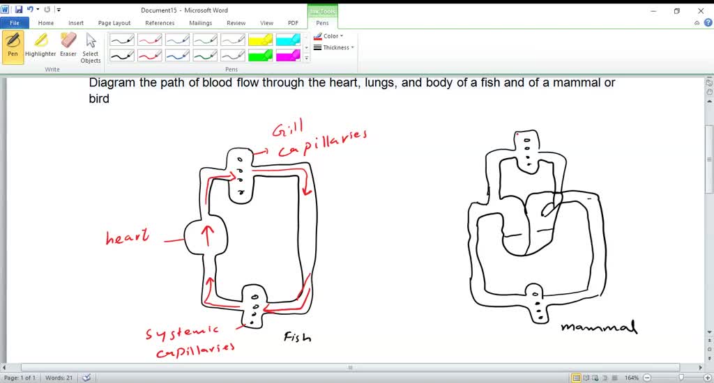 SOLVED:Diagram the path of blood flow through the heart, lungs, and ...