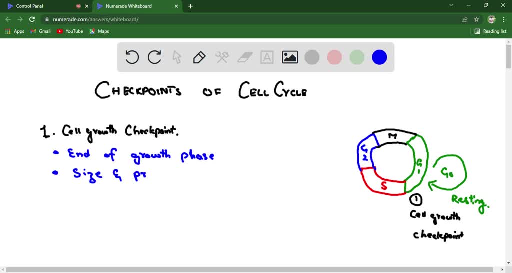 ⏩SOLVED:What are three examples of checkpoints that the cell… | Numerade