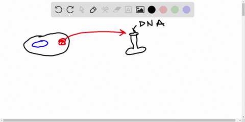 SOLVED:Restriction endonucleases are invaluable tools for biologists ...