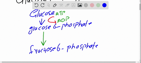 SOLVED:In the first bypass step of gluconeogenesis, the conversion of ...