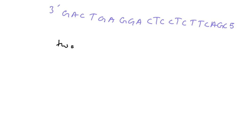 SOLVED:A partial sequence of the wild-type H b β^4 allele is shown here ...