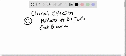 SOLVED:According to the clonal selection theory, a. an antibody changes ...