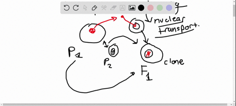 SOLVED:The term "embryonic induction" describes a process in which a ...