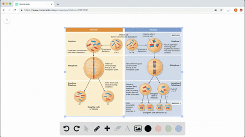 Meiosis and Sexual Life Cycles | Campbell Biology…