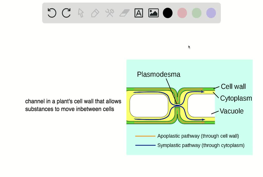 SOLVED:Plasmodesmata in plants and gap junctions