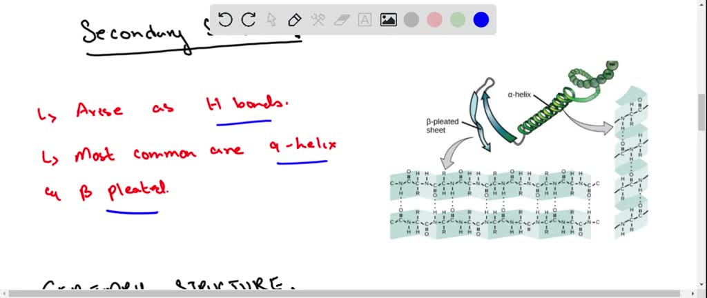 SOLVED:The binding of a small effector molecule, protein-protein ...