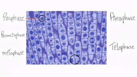 visual skills the light micrograph shows dividing cells near the tip of ...