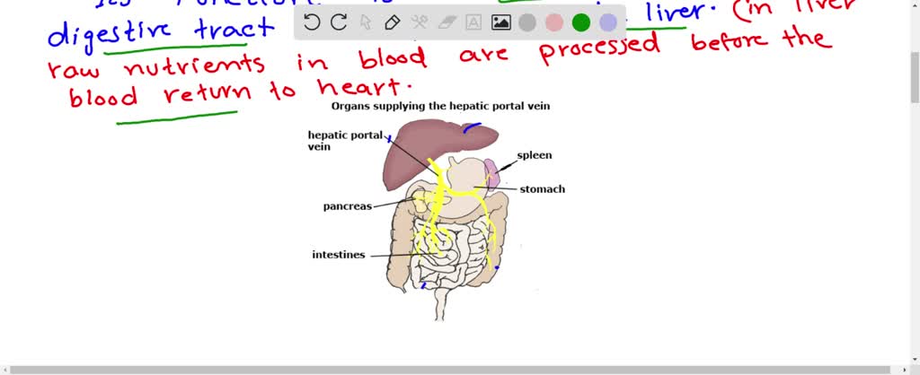SOLVED:The liver has many jobs. One of the most important functions of ...