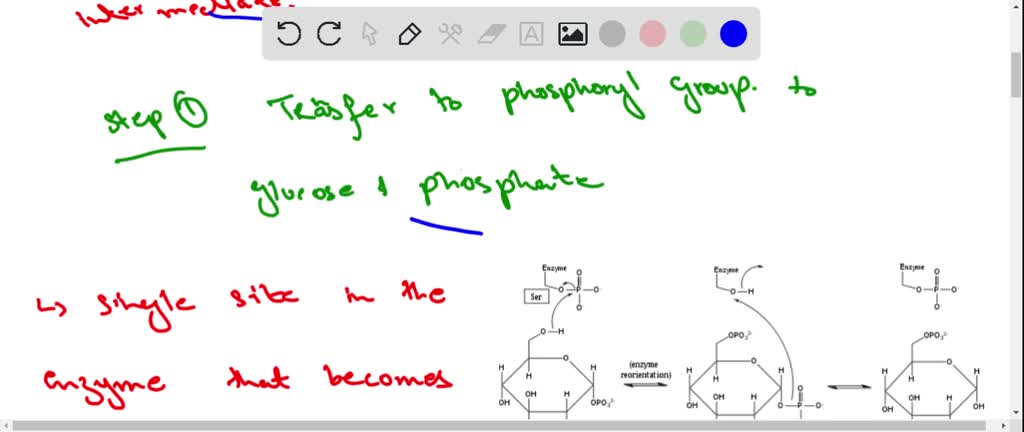 SOLVED:. The mechanism of the phosphoglucomutase enzyme is similar to ...