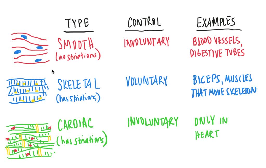 Why are intercalated discs essential to the function of cardiac muscle ...