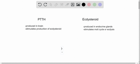 SOLVED:The relationship between the insect hormones ecdysteroid and ...