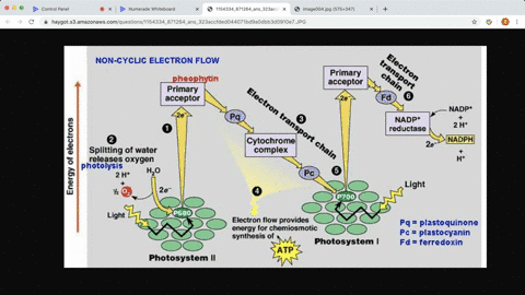 SOLVED:The final acceptor of electrons during the noncyclic electron ...