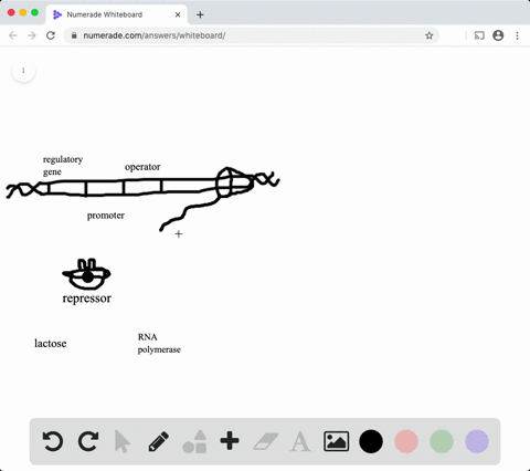 SOLVED:Mutations may have an effect on the expression of the lac operon ...