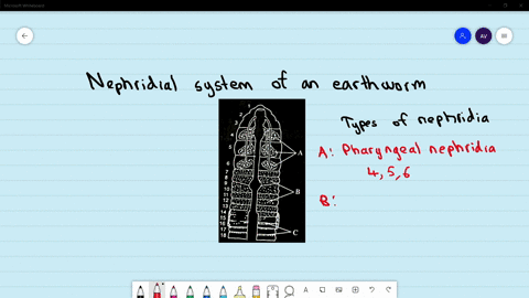 SOLVED:The figure showing nephridial system of earthworm is give here ...