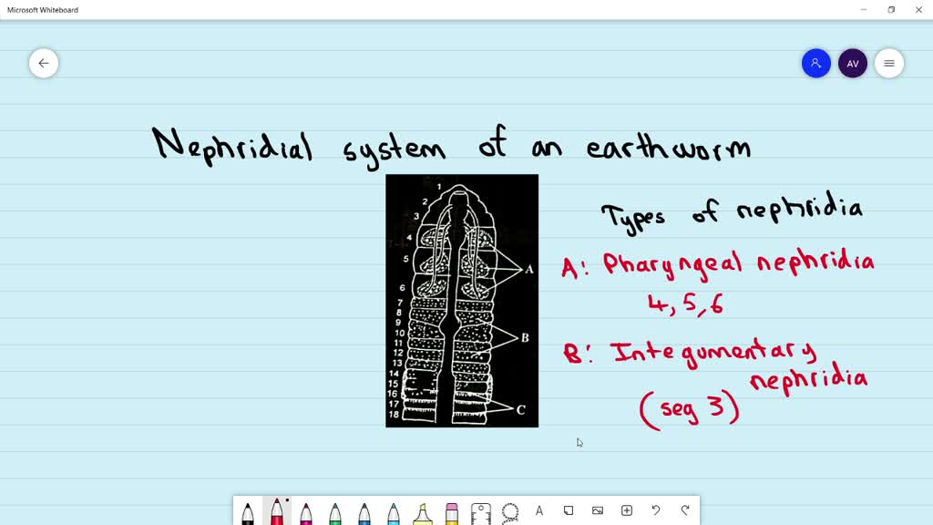 SOLVED:The figure showing nephridial system of earthworm is give here ...