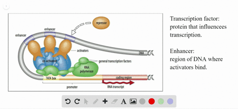 Gene Regulation | Biology for AP Courses | Numera…