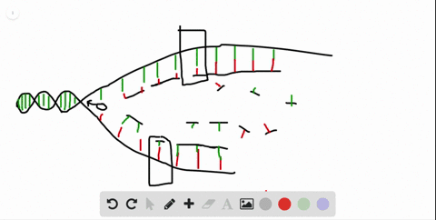 SOLVED:DNA replication involves unwinding two strands of parent DNA ...