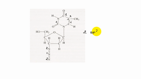 ⏩SOLVED:The compound 3^' -azido- 3^' -deoxythymidine, commonly known ...