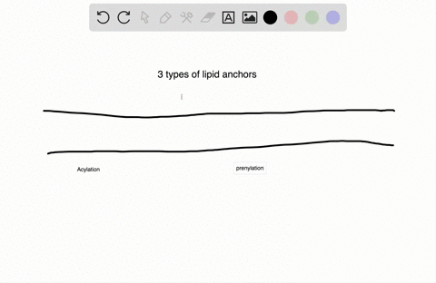 SOLVED:Proteins may be bound to the exoplasmic or cytosolic face of the ...