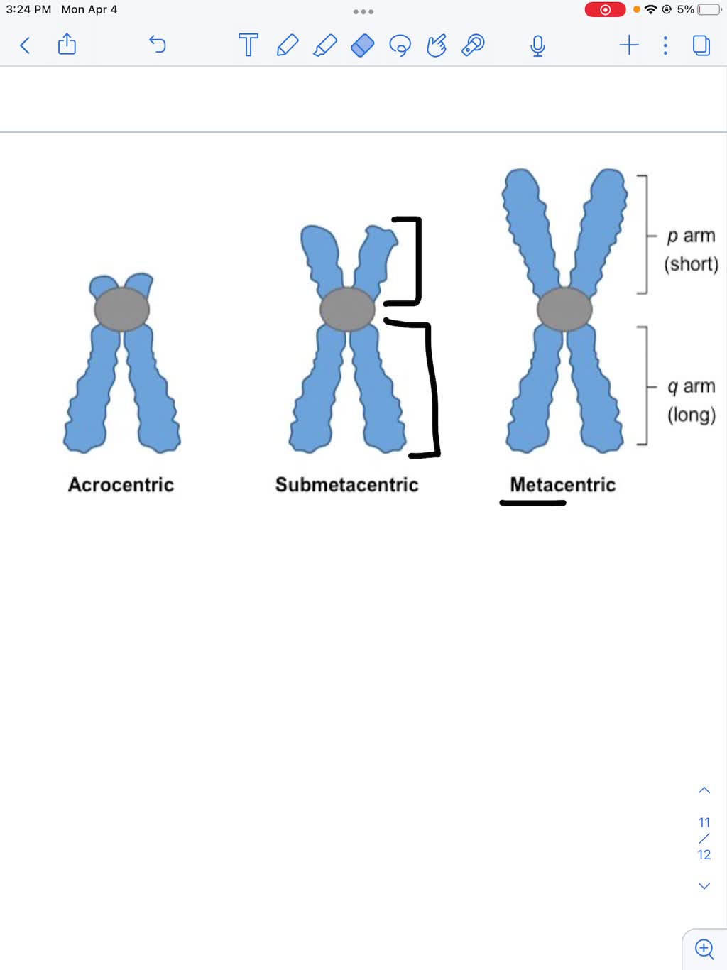 SOLVED:How are chromosomes named on the basis of their centromere ...