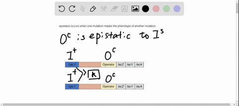 SOLVED:Why is the O^c mutation in the E. coli lac operon epistatic to ...