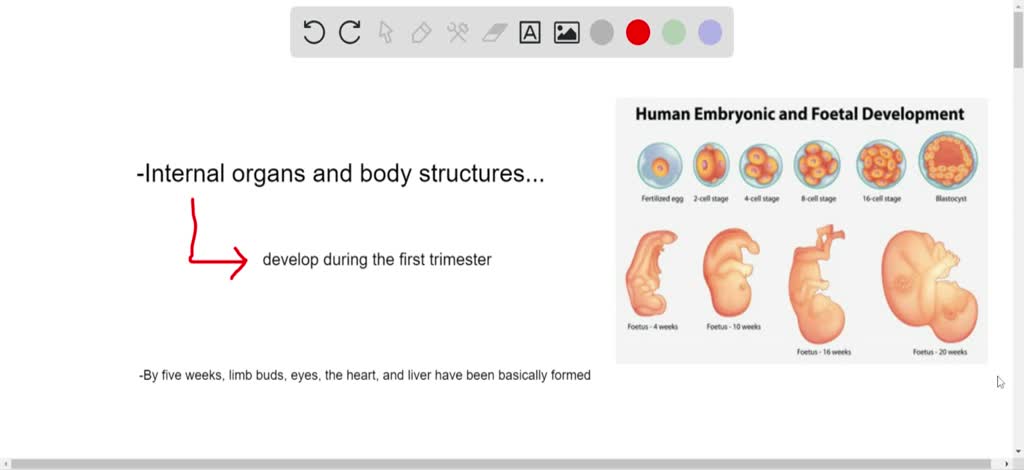 SOLVED:Major organs begin to develop during which part of human ...