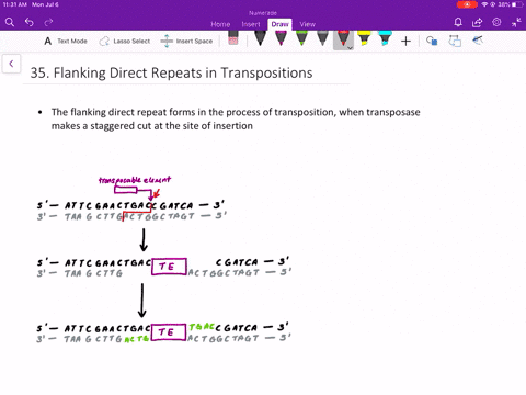 SOLVED:What factor might potentially determine the length of the ...