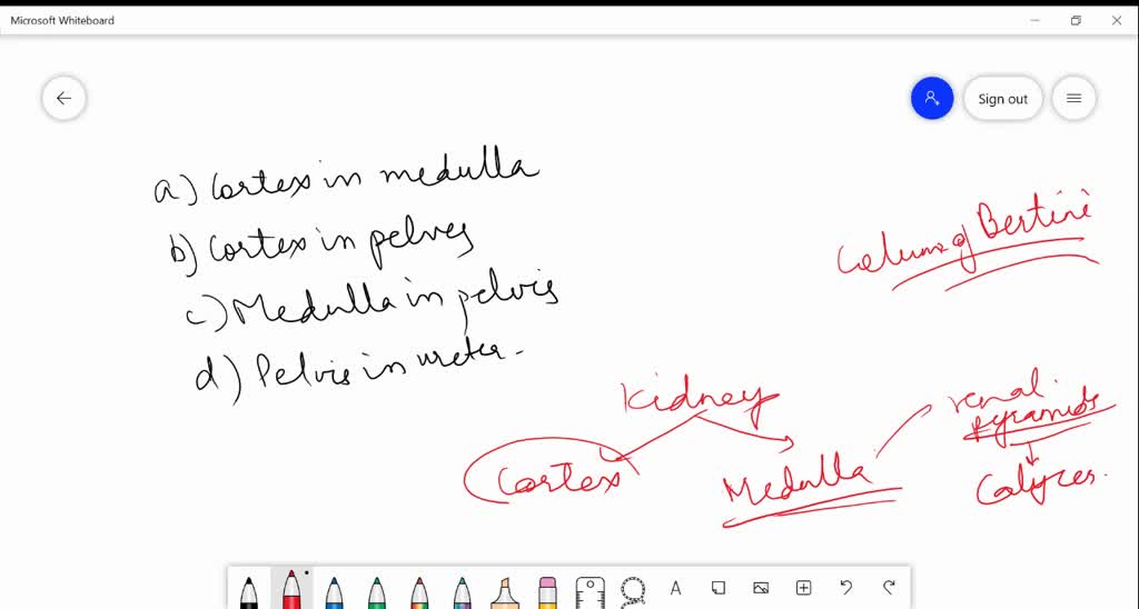 SOLVED:Columns of Bertini in the kidneys of mammals are formed as ...
