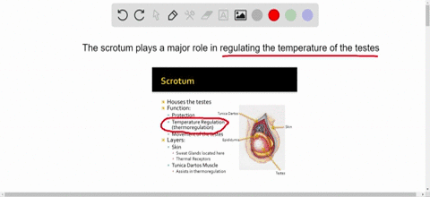 SOLVED:Semen does not contain a. prostate fluid.