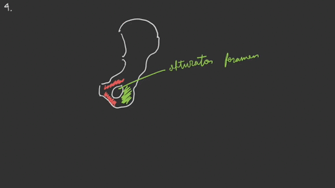 SOLVED:Watch this video (http://openstaxcollege.org/l/ 4. 3Dpelvis) for a 3-D view of the pelvis ...