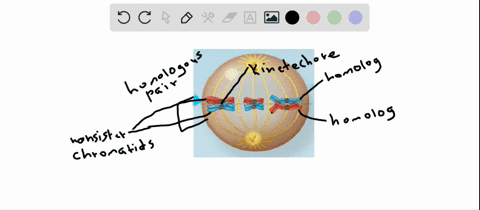 SOLVED:DRAW IT The diagram shows a cell in meiosis. (a) Label the ...