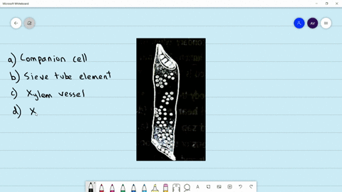 SOLVED: The given figure shows which of the following cells? (a ...