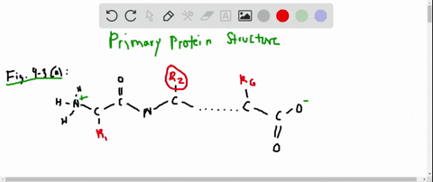 SOLVED:The primary protein structure is shown in Figure 9-3(a). Where ...