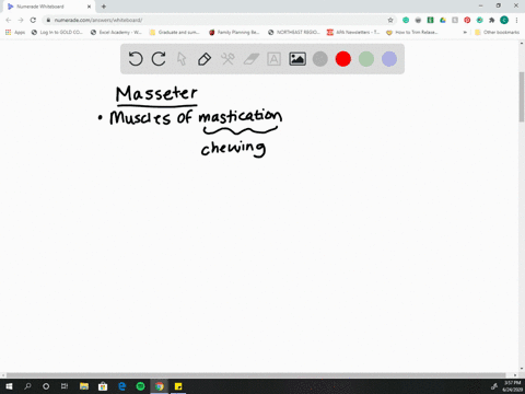 SOLVED:What is the action of the masseter? a. swallowing b. chewing c ...