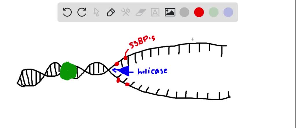 SOLVED:Give examples of drugs that target cell wall synthesis; RNA ...