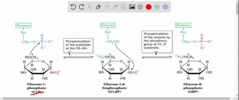 SOLVED:Phosphoglucokinase catalyzes the phosphorylation of the C 6 - OH ...
