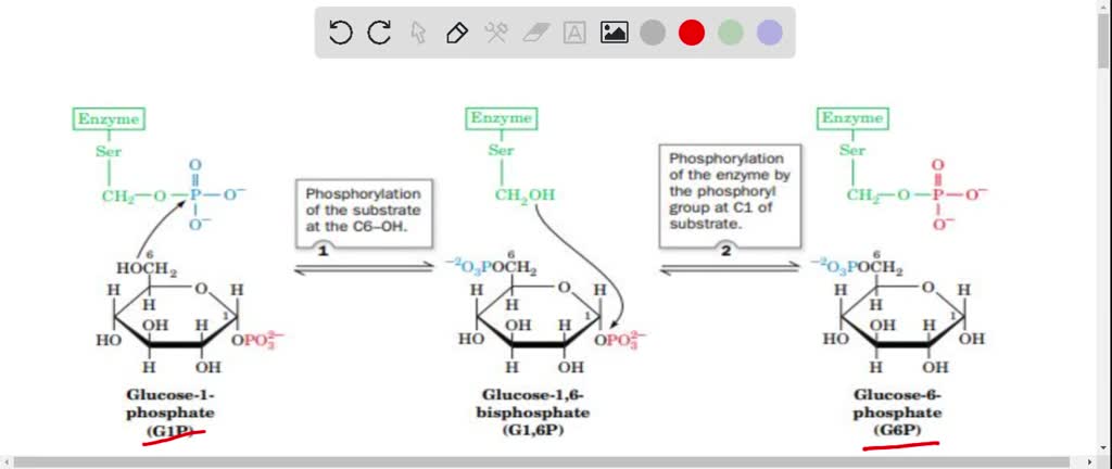 SOLVED:Phosphoglucokinase catalyzes the phosphorylation of the C 6 - OH ...