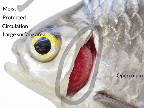 ⏩SOLVED:What is the function of the bulbous arteriosus in fish? Why ...